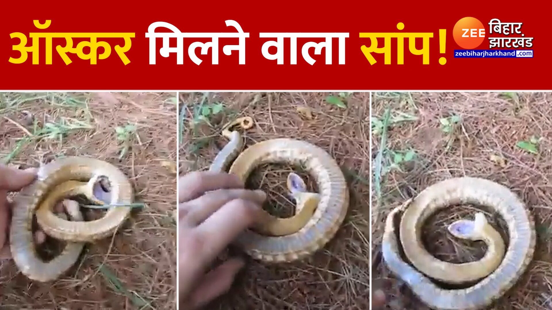 Snake funny Viral Video See Oscar winning video is going fiercely viral ...