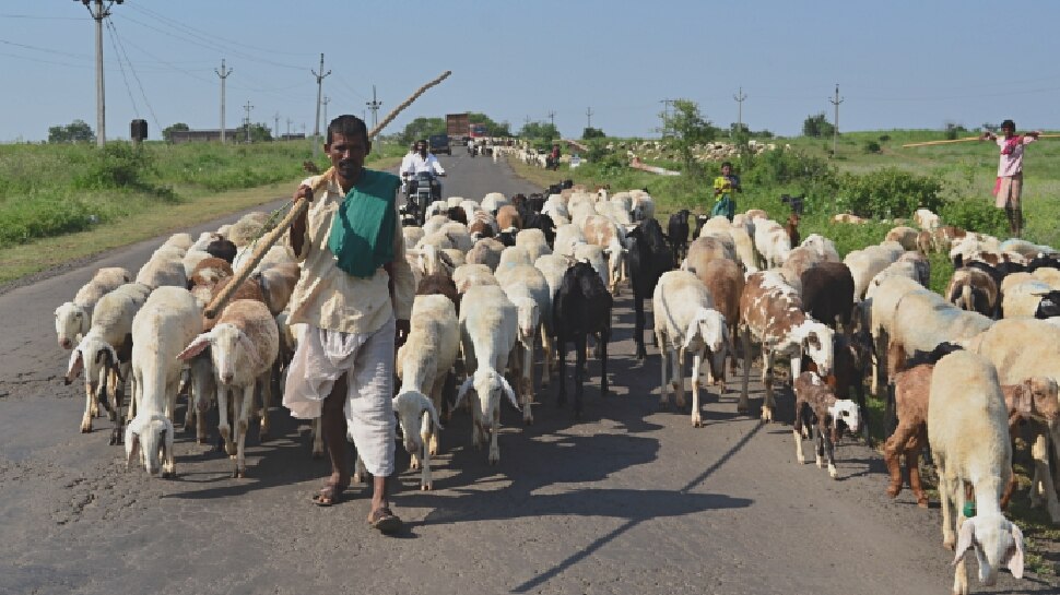 Big Accident 21 Sheep Killed On Trampling By Bus in Dhar Car Fell Into ...