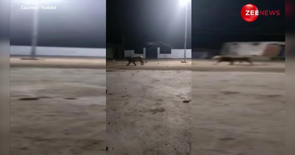 the king of the jungle ran away fearing the street dogs gujarat viral ...