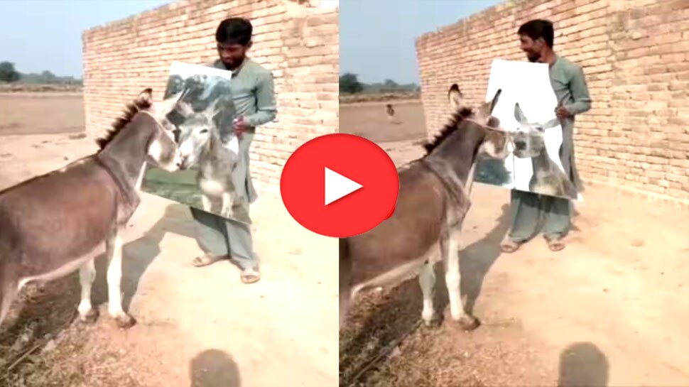 trending today donkey reaction after seeing himself in mirror funny ...