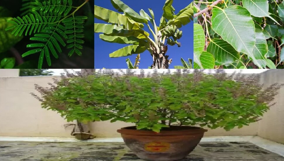 Tulsi in 5 Religious Plants of India these 5 plants along with these ...