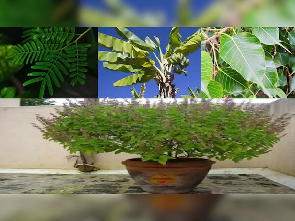 Tulsi in 5 Religious Plants of India these 5 plants along with these ...