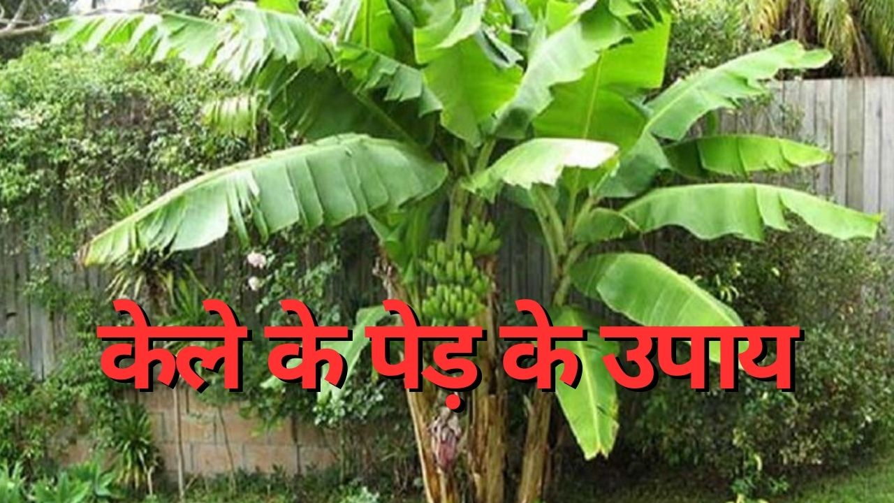 Kele ke Ped ka Upay Kaise Karein How to please Lord Vishnu and Devguru ...