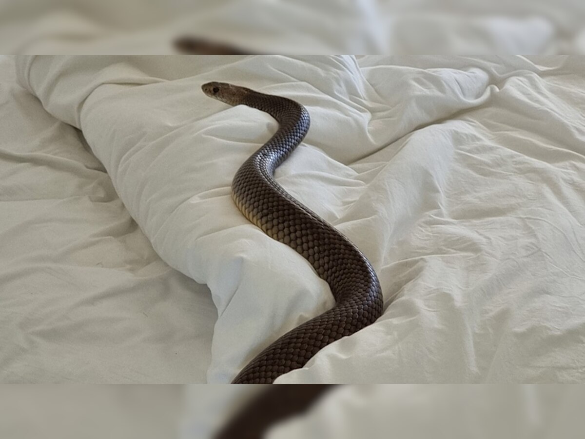 Dangerous Snake: poisonous snake appear on the bed woman screamed ...