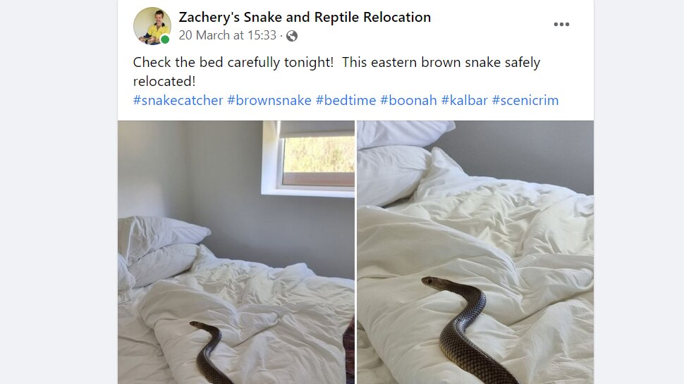 Dangerous Snake: poisonous snake appear on the bed woman screamed ...