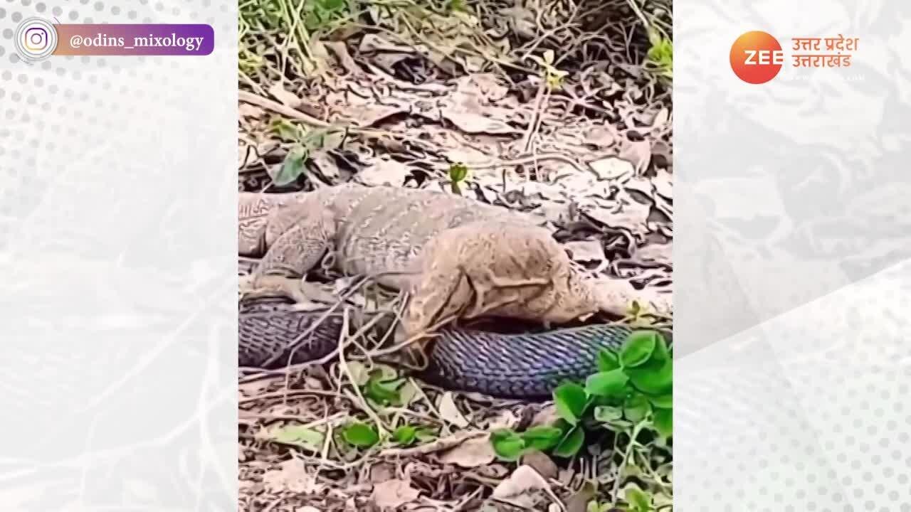 Snake Viral Video Saanp nevla ka Video shows animal fight | सांप को ...