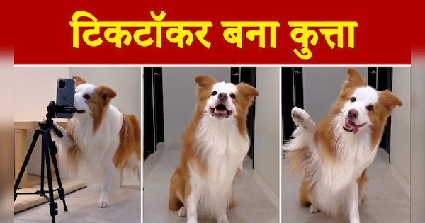 Dog Funny Video See in video this is going to make Tiktok | Dog Funny ...