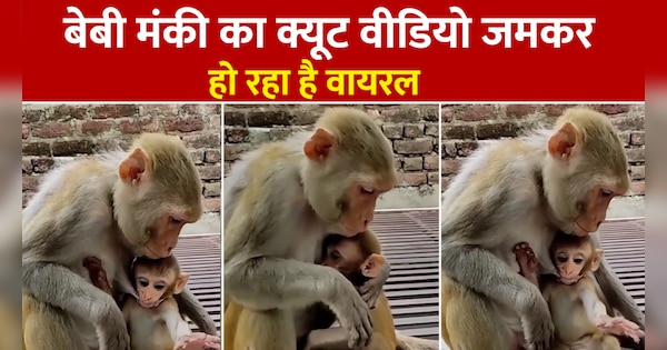 This cute video of Baby Monkey is going viral watch here | Monkey Viral ...