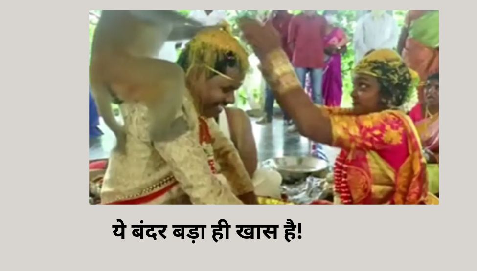 monkey with bride and groom in wedding rituals going on the stage video ...