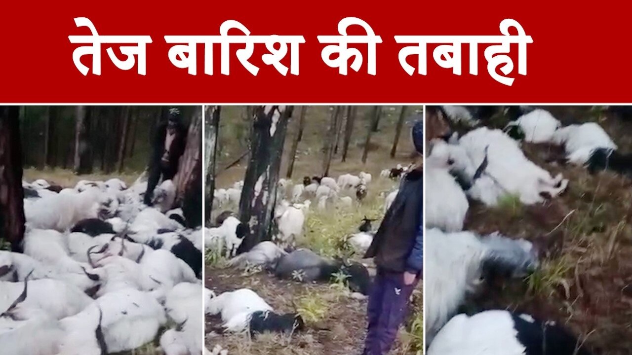 uttarakhand bad Weather huge damage more than 300 goats died due to ...