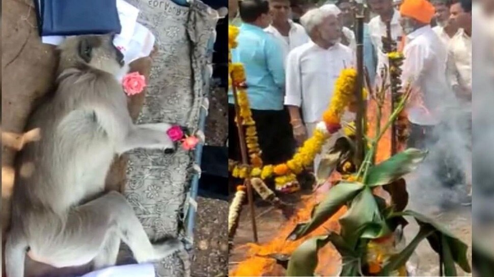 Villager perform funeral rituals of monkey after his death in odisha ...