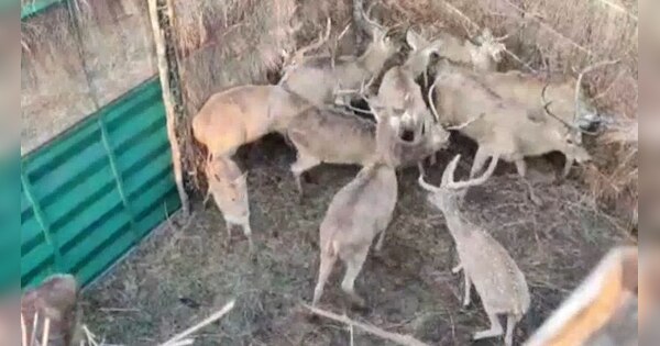 19 Barasinghe left for Bandhavgarh Tiger Reserve from Kanha Tiger ...