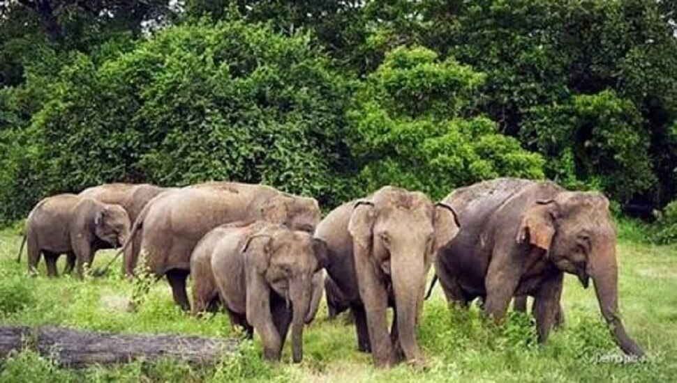 Woman killed by elephant attack in Bokaro panic in village due to ...