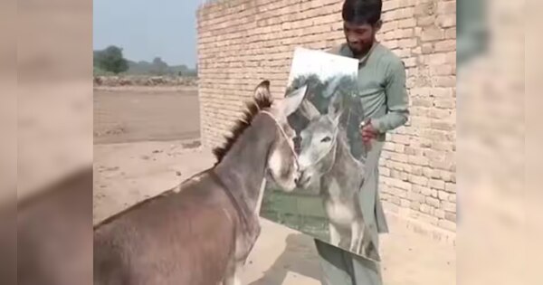 Viral Video When donkey saw his face in the mirror watch reaction video ...