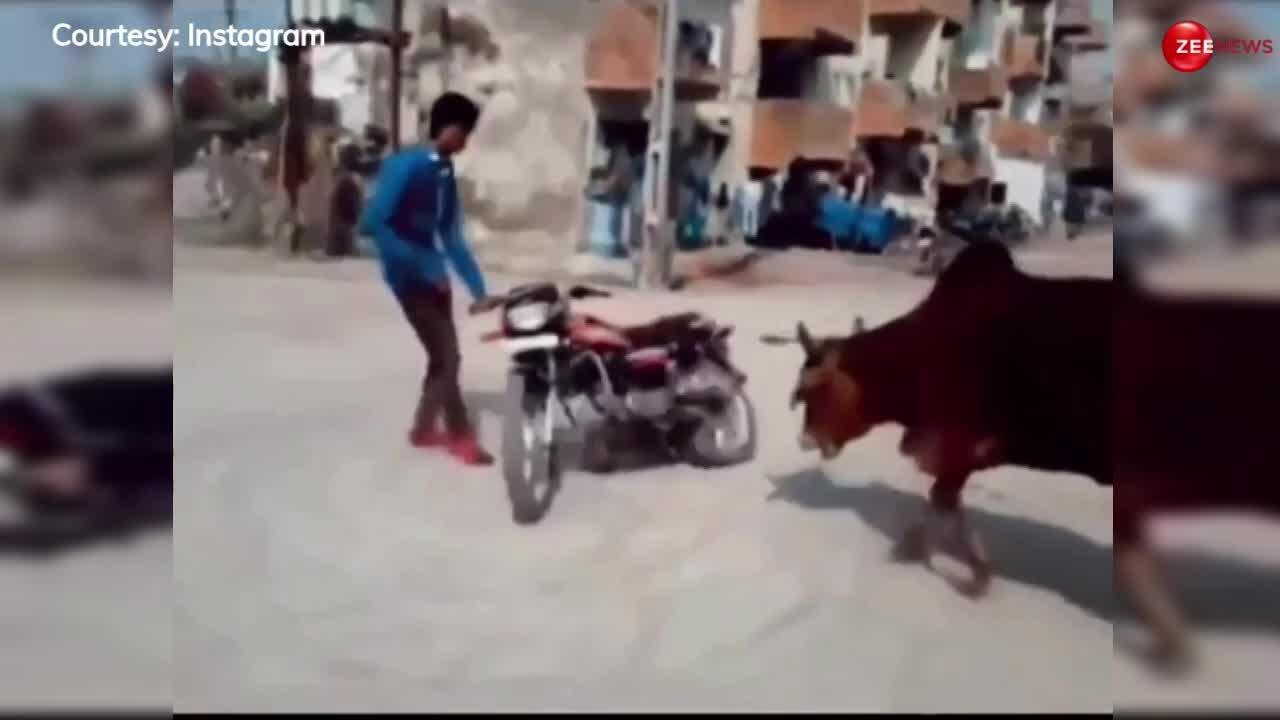 bull stopped man while doing stunt on bike moment becomes memorable see ...