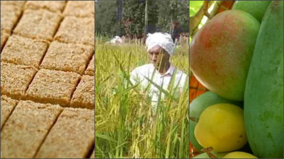 Good News Sundarja Mango Rewa Morena Famous Gajak Dhamtari Nagari ...