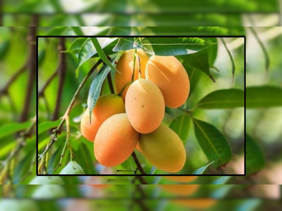 Good News Sundarja Mango Rewa Morena Famous Gajak Dhamtari Nagari ...
