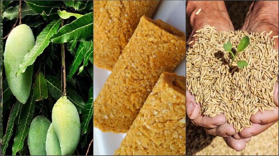 Good News Sundarja Mango Rewa Morena Famous Gajak Dhamtari Nagari ...