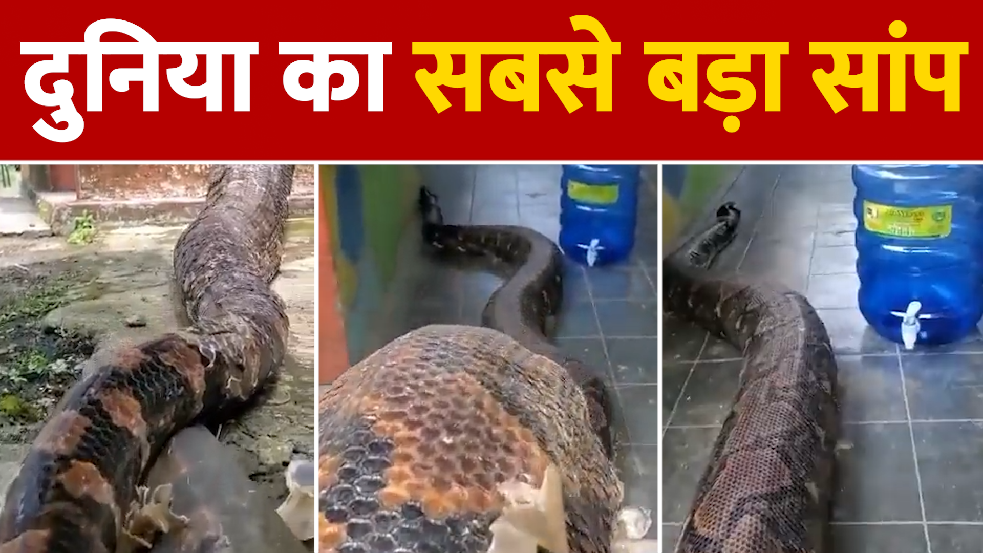 World Largest Snake cobra python Viral Video watch here | World Largest Snake Viral Video ...