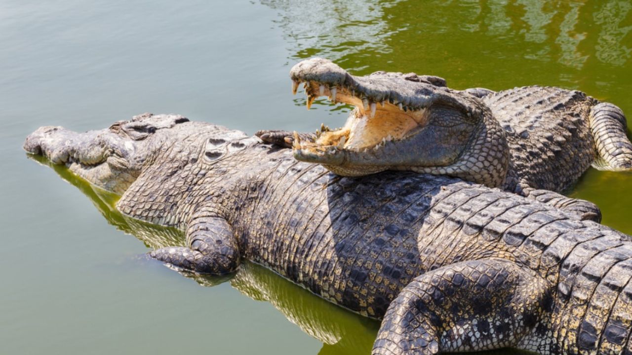 In Photos: ଭୋକ ଲାଗିଲା ବୋଲି କୁମ୍ଭୀରକୁ ଗିଳିଦେଲା କୁମ୍ଭୀର, କ୍ୟାମେରାରେ କଏଦ ...