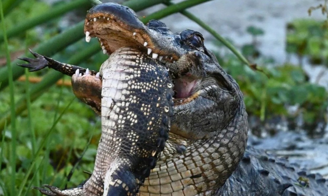 In Photos: ଭୋକ ଲାଗିଲା ବୋଲି କୁମ୍ଭୀରକୁ ଗିଳିଦେଲା କୁମ୍ଭୀର, କ୍ୟାମେରାରେ କଏଦ ...