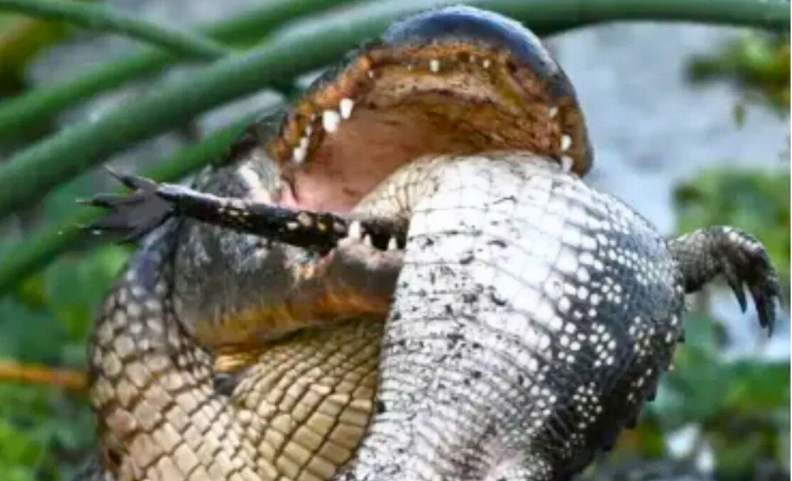 In Photos: ଭୋକ ଲାଗିଲା ବୋଲି କୁମ୍ଭୀରକୁ ଗିଳିଦେଲା କୁମ୍ଭୀର, କ୍ୟାମେରାରେ କଏଦ ...