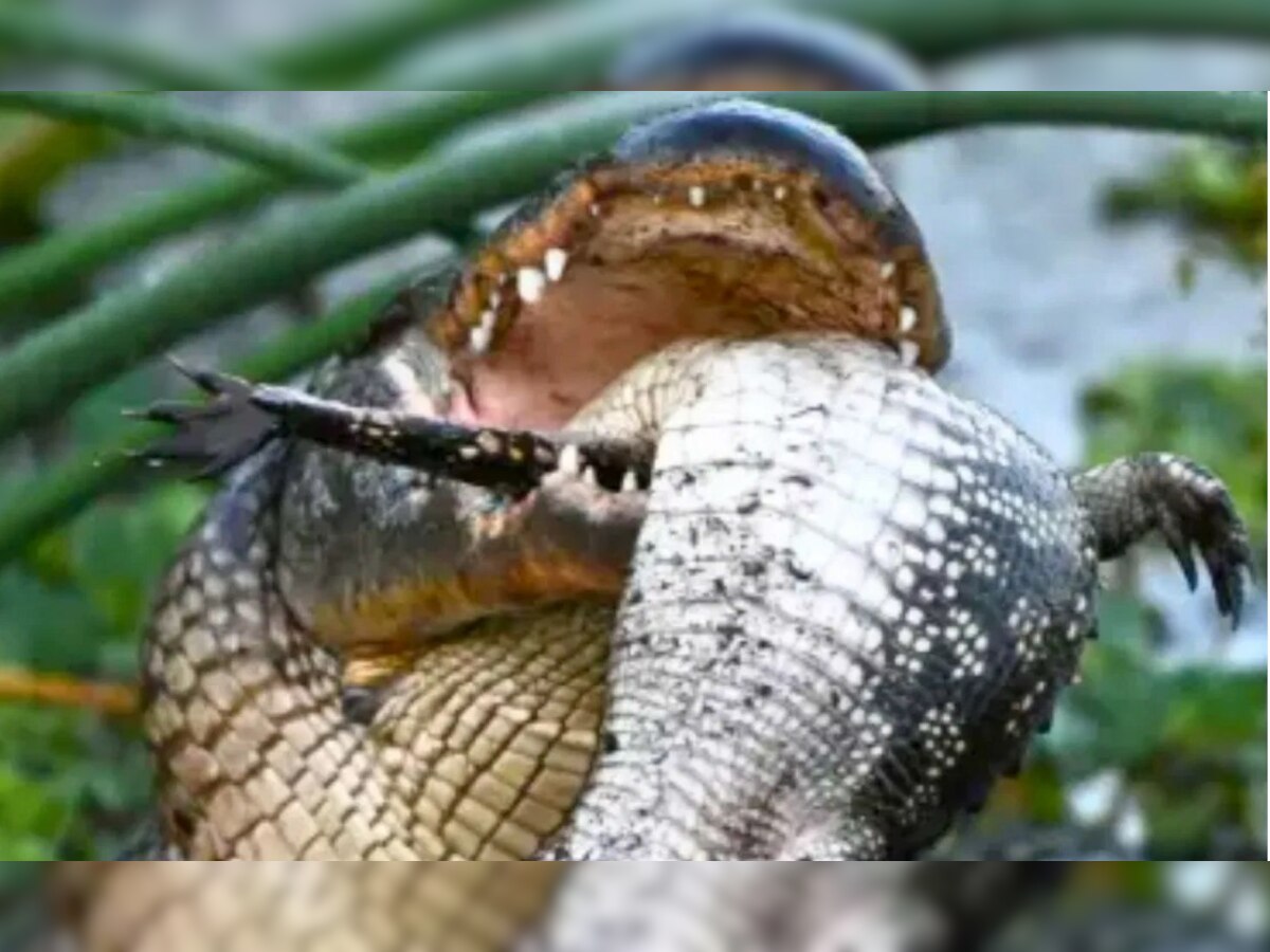 In Photos: ଭୋକ ଲାଗିଲା ବୋଲି କୁମ୍ଭୀରକୁ ଗିଳିଦେଲା କୁମ୍ଭୀର, କ୍ୟାମେରାରେ କଏଦ ...