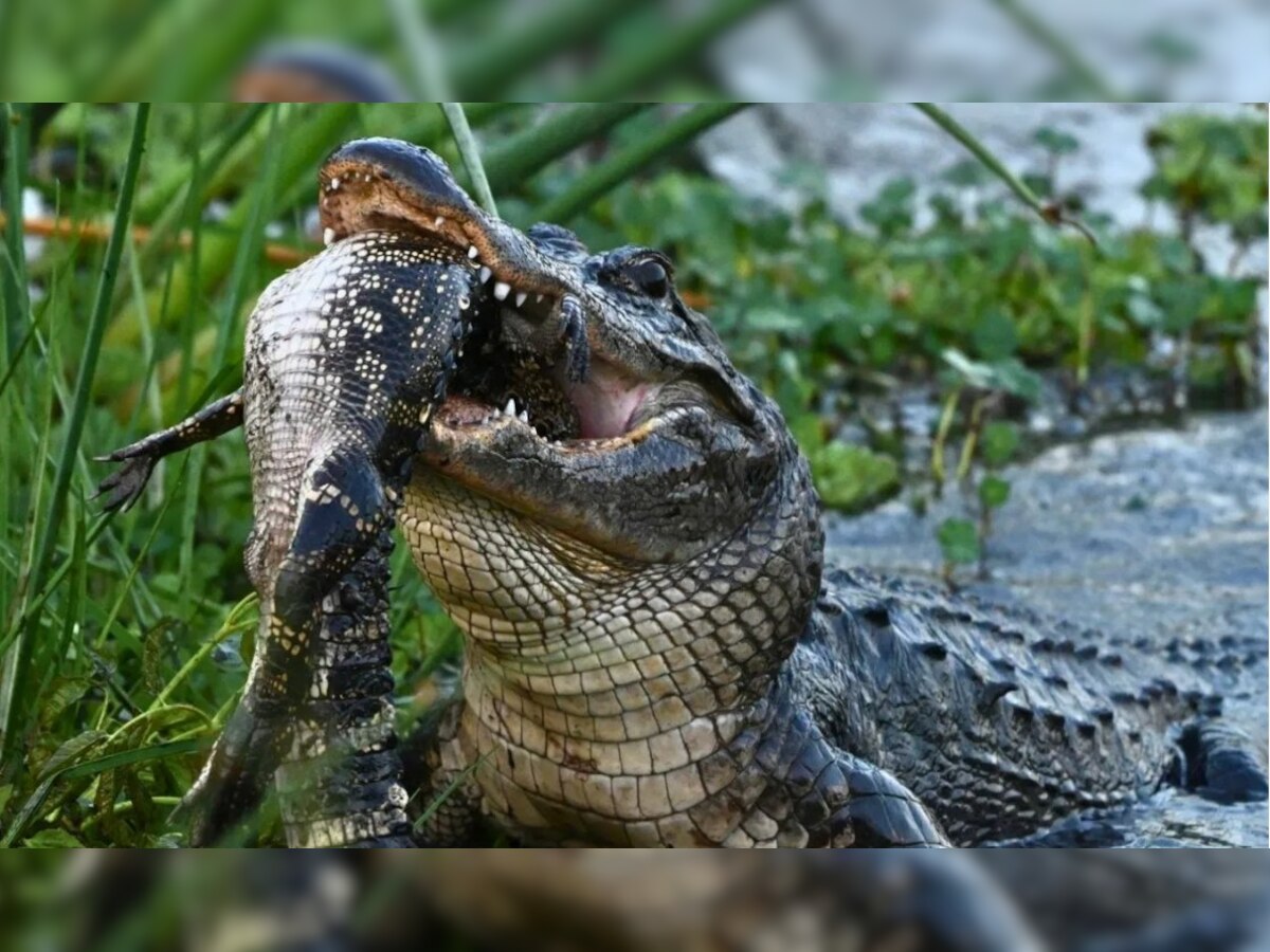 In Photos: ଭୋକ ଲାଗିଲା ବୋଲି କୁମ୍ଭୀରକୁ ଗିଳିଦେଲା କୁମ୍ଭୀର, କ୍ୟାମେରାରେ କଏଦ ...