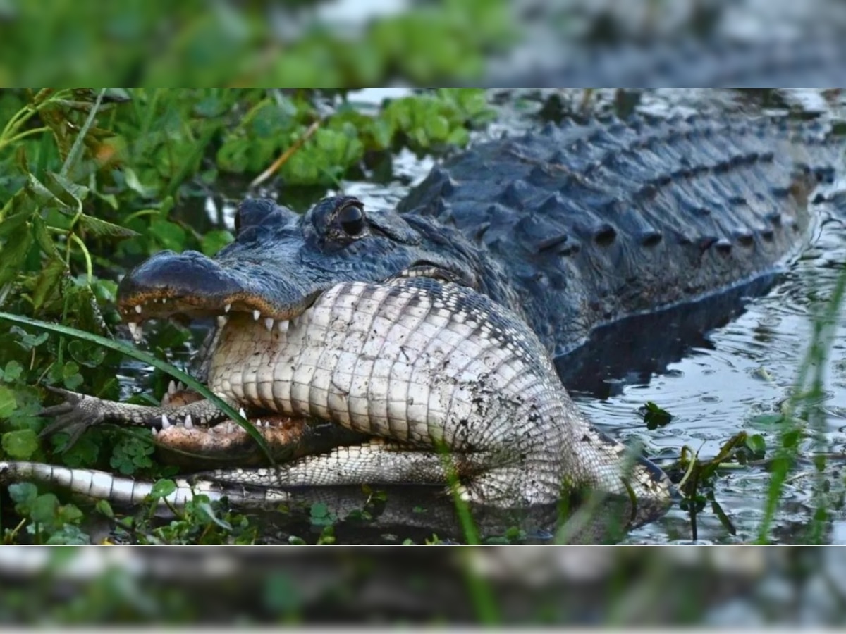 In Photos: ଭୋକ ଲାଗିଲା ବୋଲି କୁମ୍ଭୀରକୁ ଗିଳିଦେଲା କୁମ୍ଭୀର, କ୍ୟାମେରାରେ କଏଦ ...