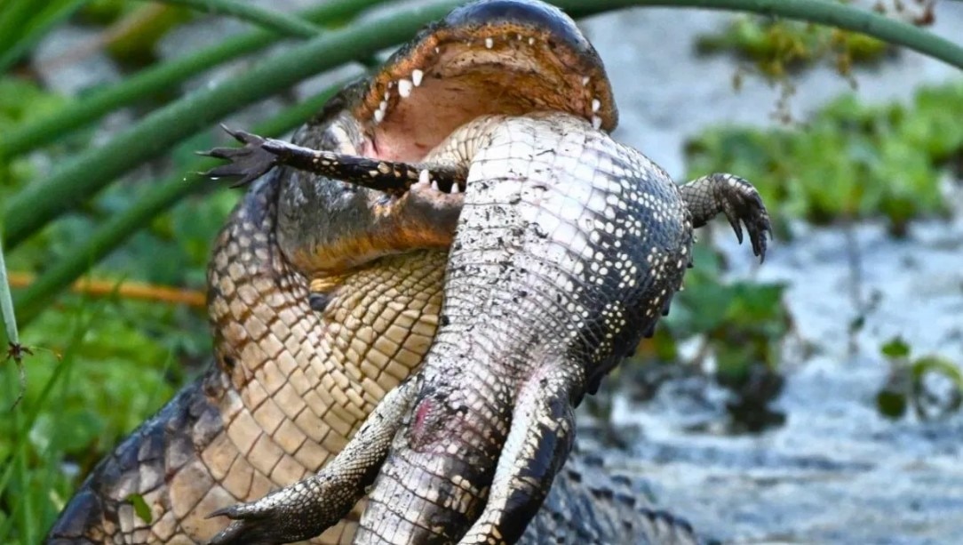 In Photos: ଭୋକ ଲାଗିଲା ବୋଲି କୁମ୍ଭୀରକୁ ଗିଳିଦେଲା କୁମ୍ଭୀର, କ୍ୟାମେରାରେ କଏଦ ...