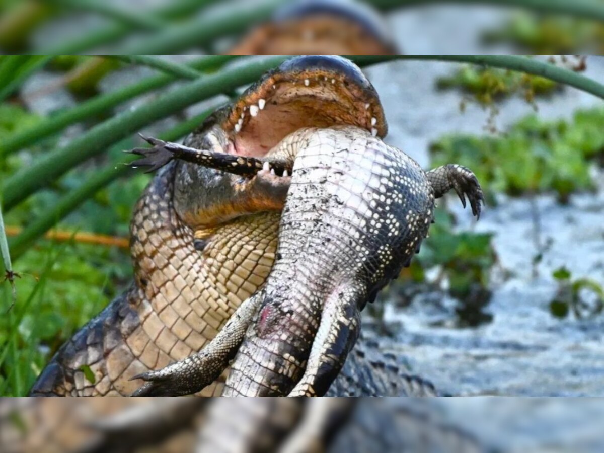 In Photos: ଭୋକ ଲାଗିଲା ବୋଲି କୁମ୍ଭୀରକୁ ଗିଳିଦେଲା କୁମ୍ଭୀର, କ୍ୟାମେରାରେ କଏଦ ...