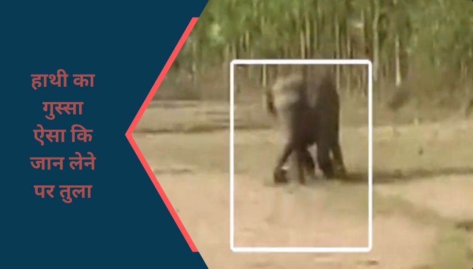 elephant brutal attack on man working his field in assam anyhow ...