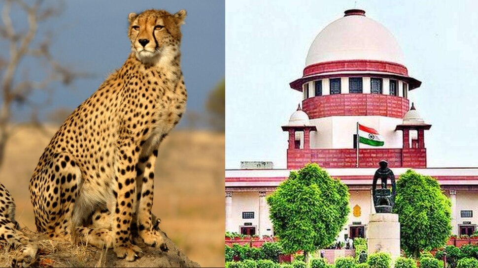 Kuno Cheetah Death Wildlife Specialist Will File Petition In Supreme ...