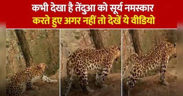 IFS Officer sushant nanda share leopard video doing surya namaskar ...