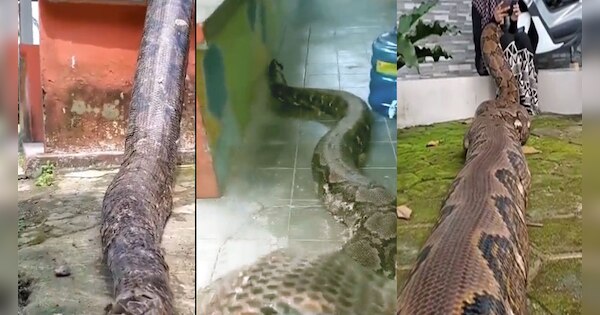 Viral Video see world biggest python whoever saw it just kept on ...