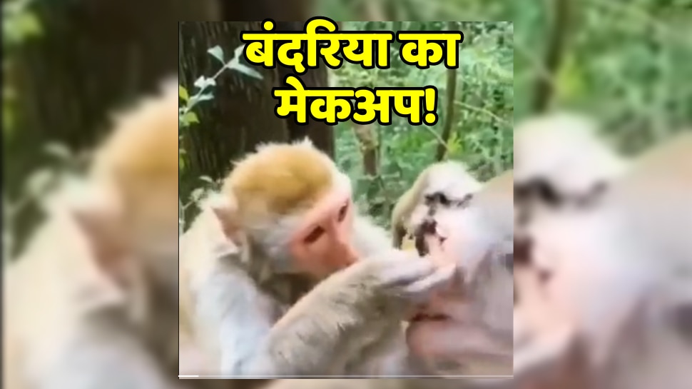 Viral Video monkey doing make up in jungle watch video | Viral Video ...