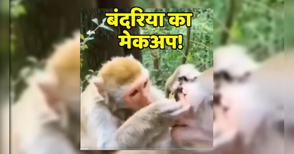 Viral Video monkey doing make up in jungle watch video | Viral Video ...