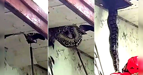 trending today Giant Python Fell From Ceiling shocking video viral in ...