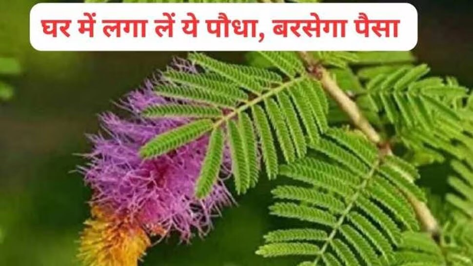 vastu tips for shami plant This plant panacea for every problem it also ...