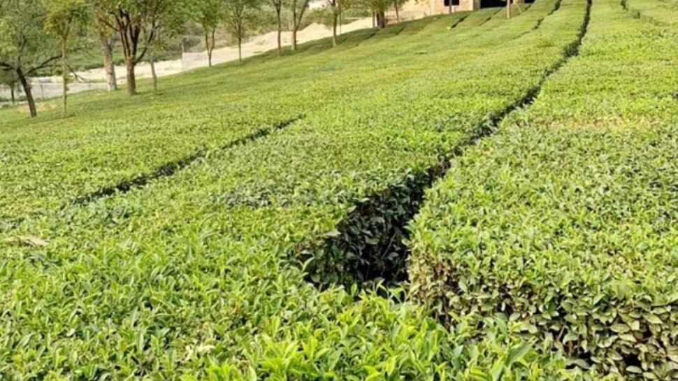 Kangra tea got European GI tag at the international level major ...