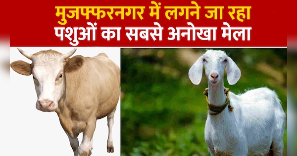 Muzzafarnagar Mela Animal Catwalk include Buffalow Goat in cattle fair ...