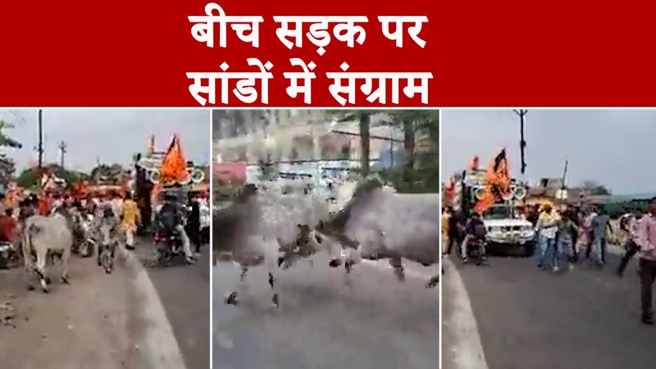 Bull fight viral video sp president akhilesh yadav share bull fight ...