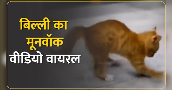 Cat tries Moonwalk after seeing dancer on TV Screen video viral see ...