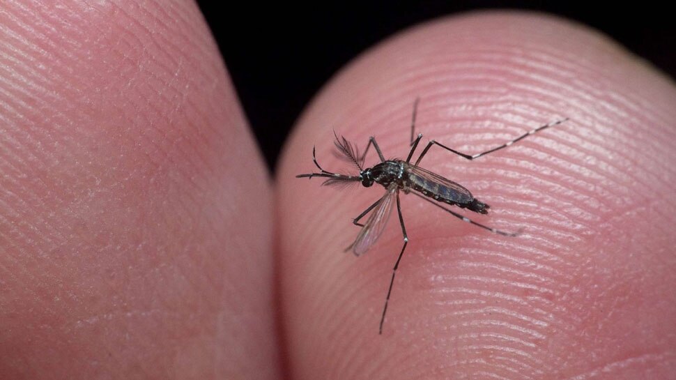 Anti Mosquito Ayurvedic Plants how to get rid of mosquitoes| Anti ...