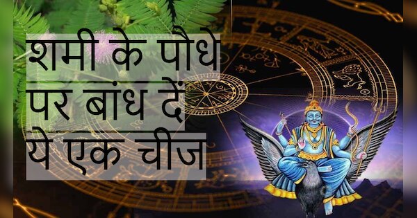 Shani Dev Plant: बाल भी बांका नहीं कर पाएंगे शनि-राहु, शमी के पौधे में ...