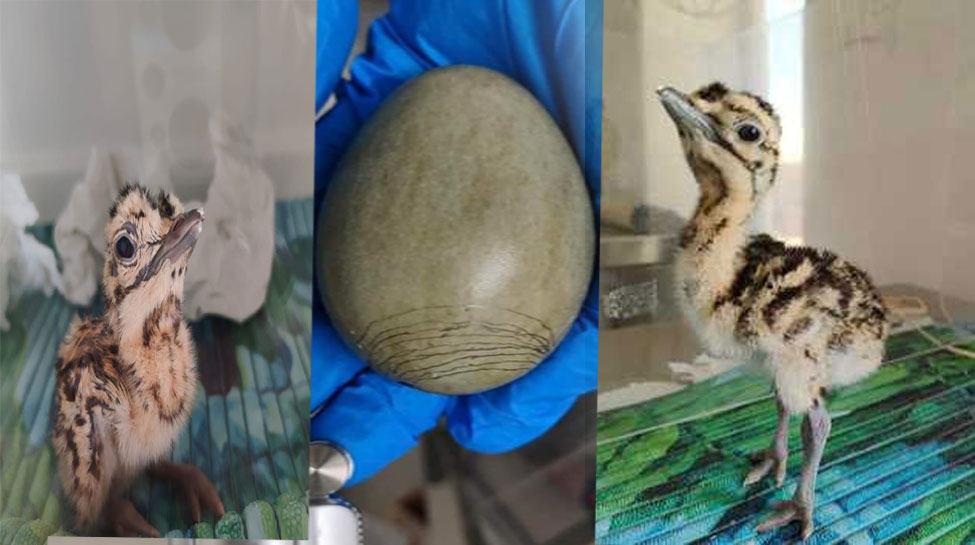 Rajasthan news Climate minister bhupendra Yadav expressed happiness on ...