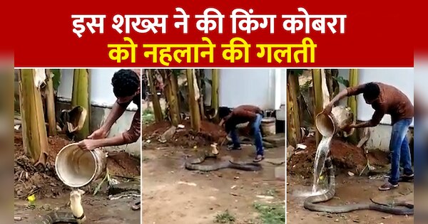 Viral video king cobra taking bath with water like obedient child video ...