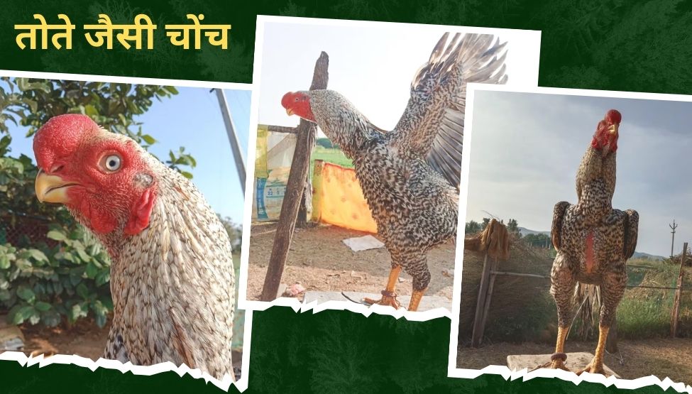 chicken beauty pageant win by world beautiful hen from andhra pradesh ...