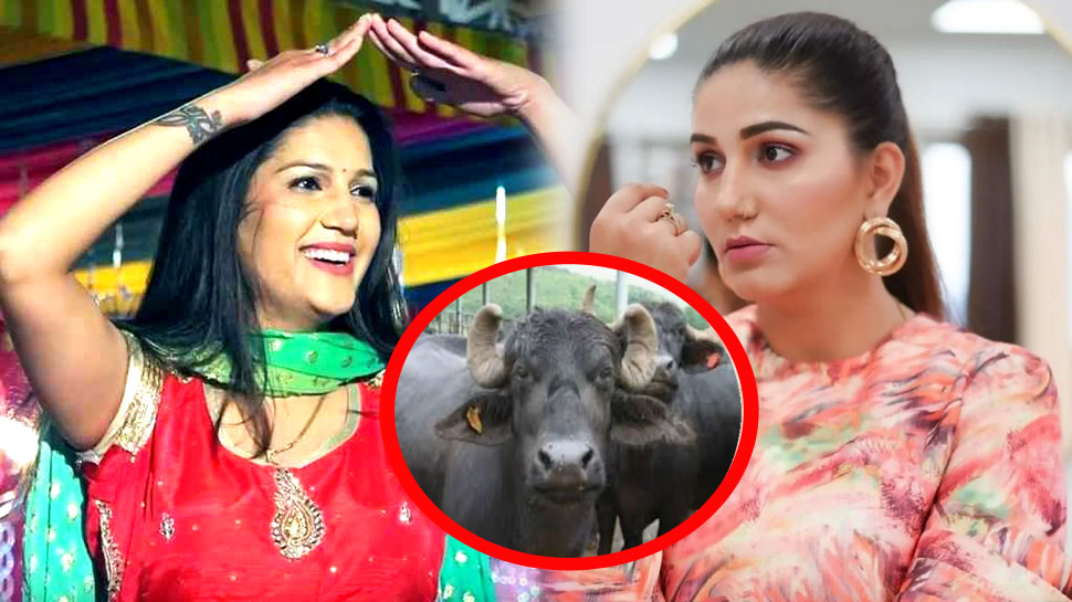 trending today Sapna Choudhary never dances alone on stage know who is with her | स्टेज पर कभी ...