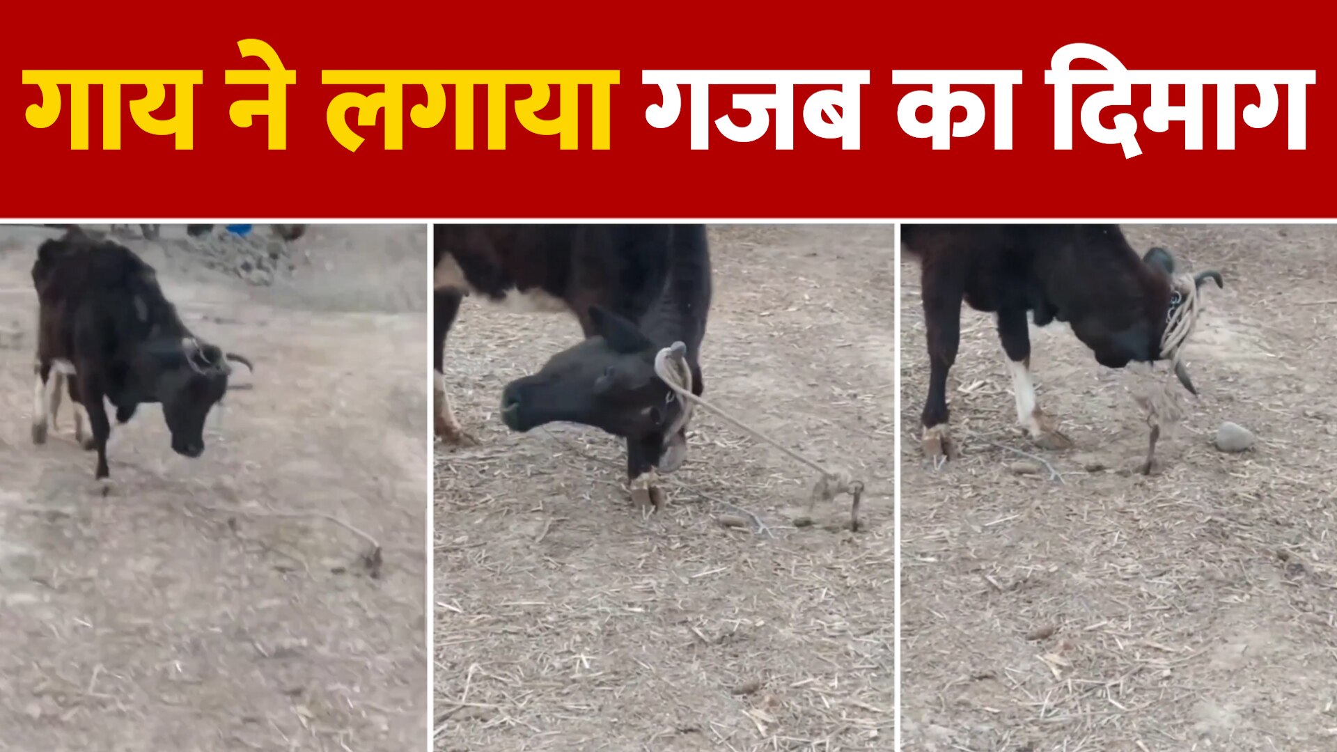 Viral Video Cow used amazing brain started doing human actions | Cow ...